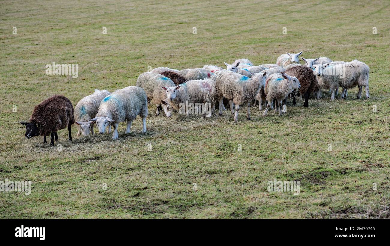 An interesting mixture of sheep breeds in the Yorkshire Dales National ...