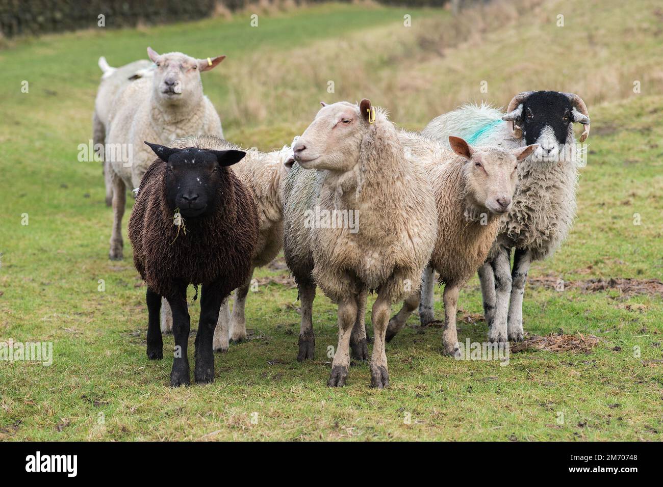 An interesting mixture of sheep breeds in the Yorkshire Dales National ...