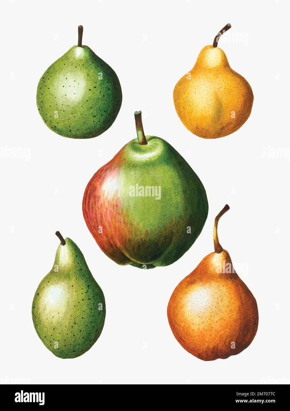Vintage ripe pear fruits vector Stock Vector Image & Art - Alamy