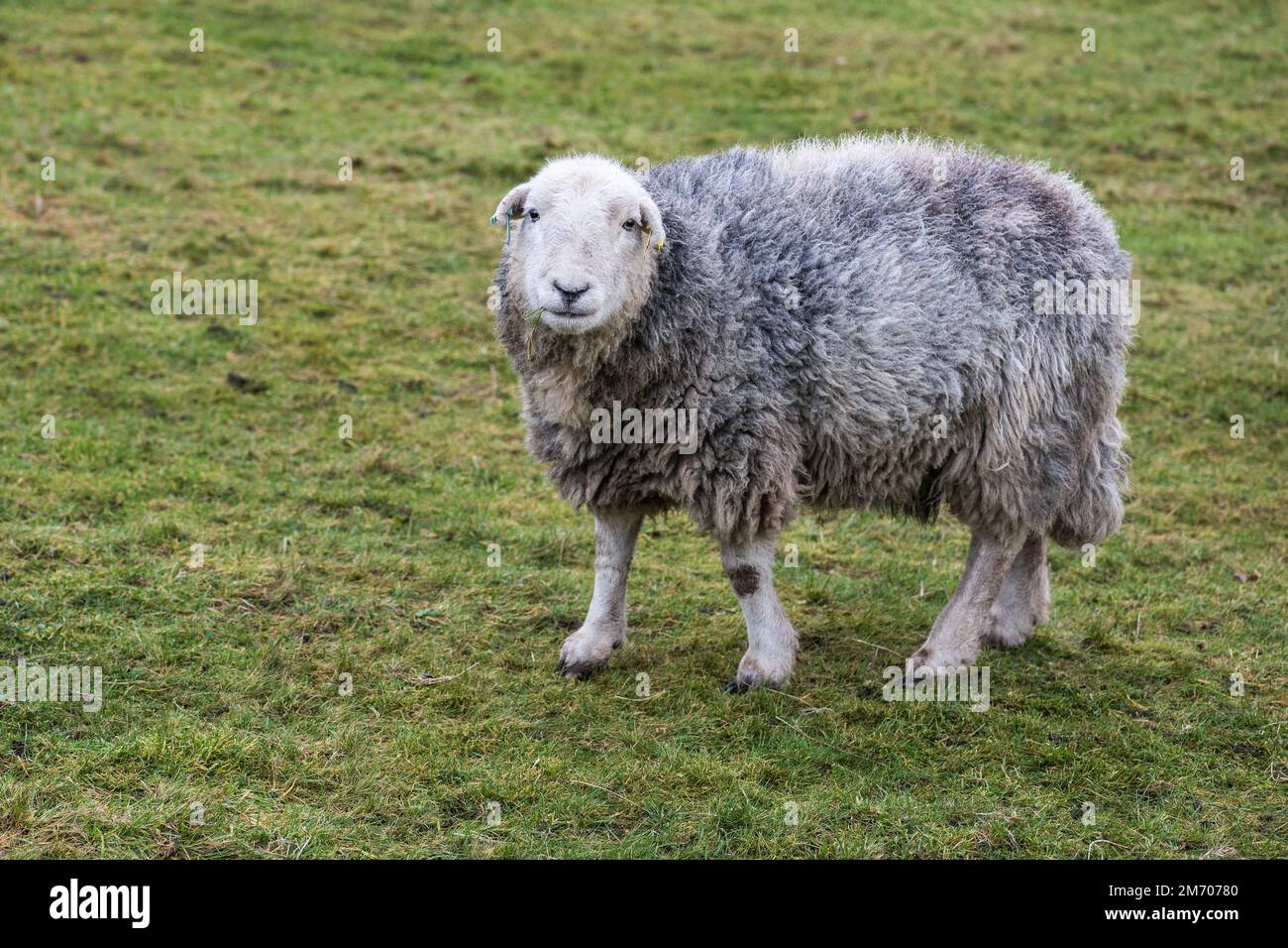 The root word of the breeds name herdvyck sheep pasture hi-res stock ...