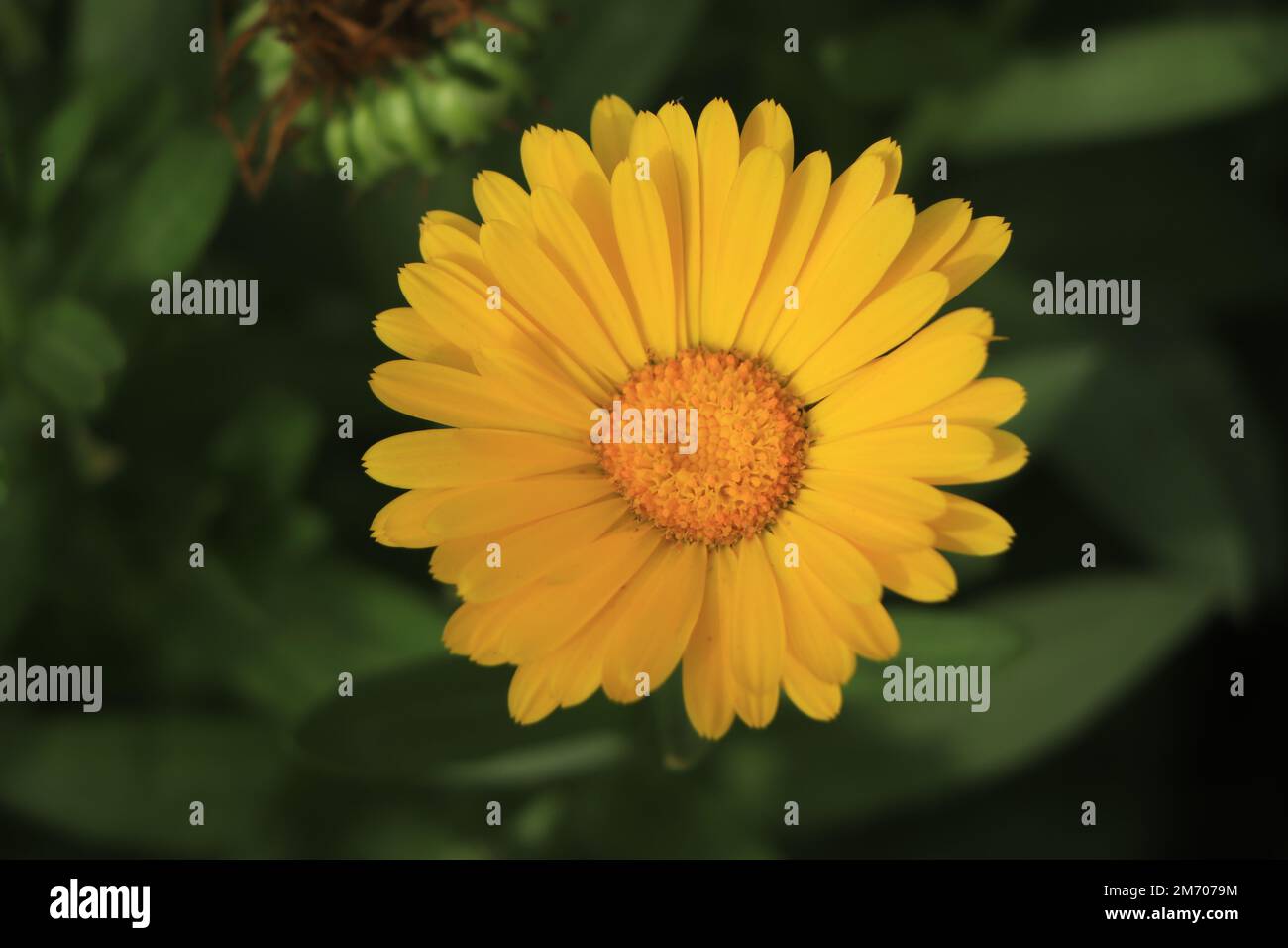 Calendula flower on green nature summer background, selective focus ...
