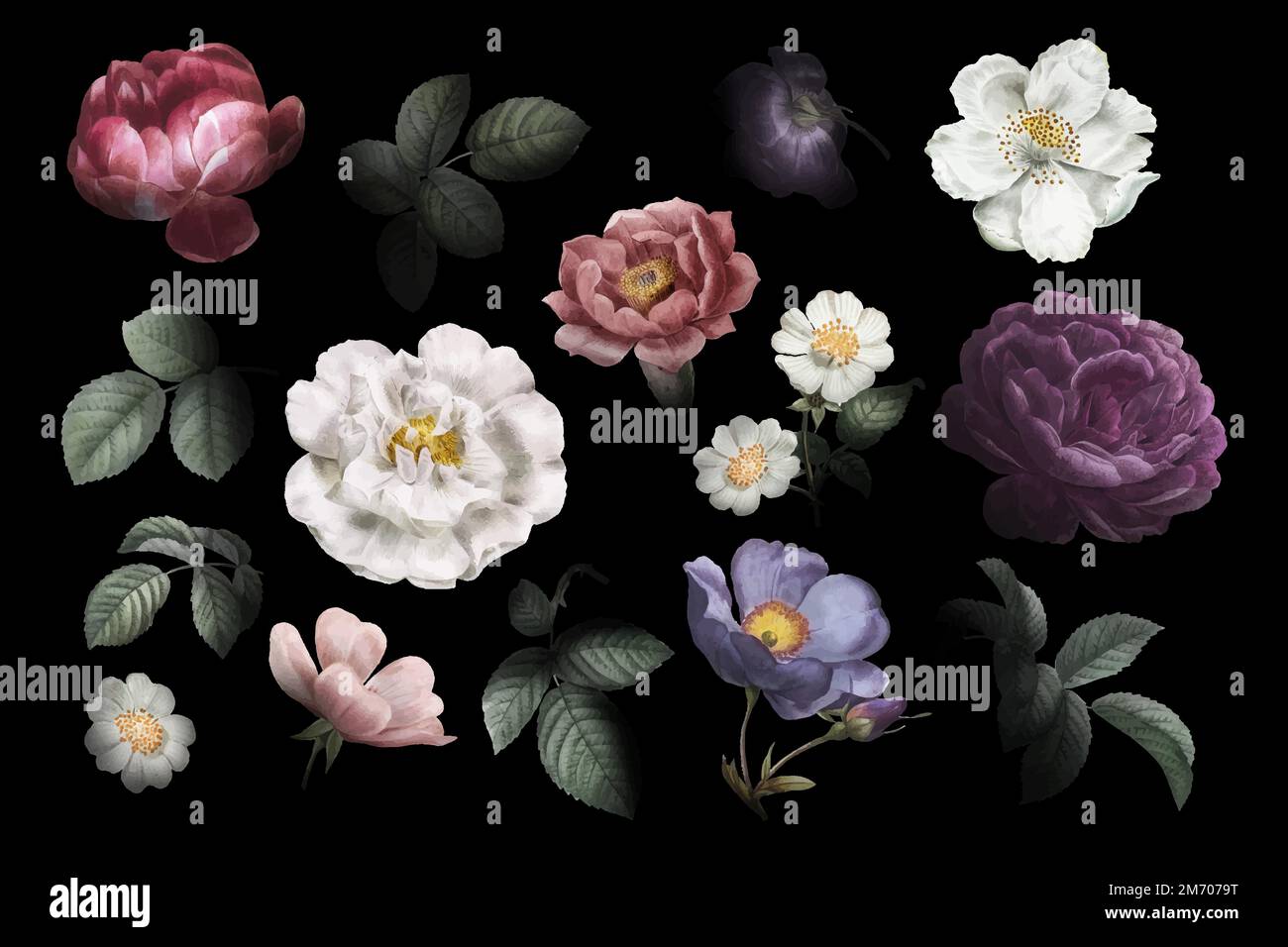 Beautiful hand drawn various roses collection vector Stock Vector Image ...