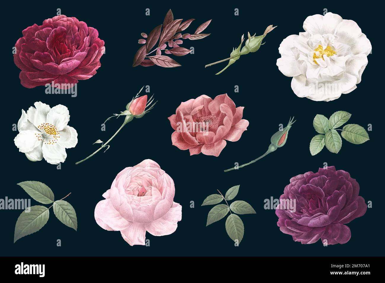 Beautiful hand drawn various roses collection vector Stock Vector Image ...