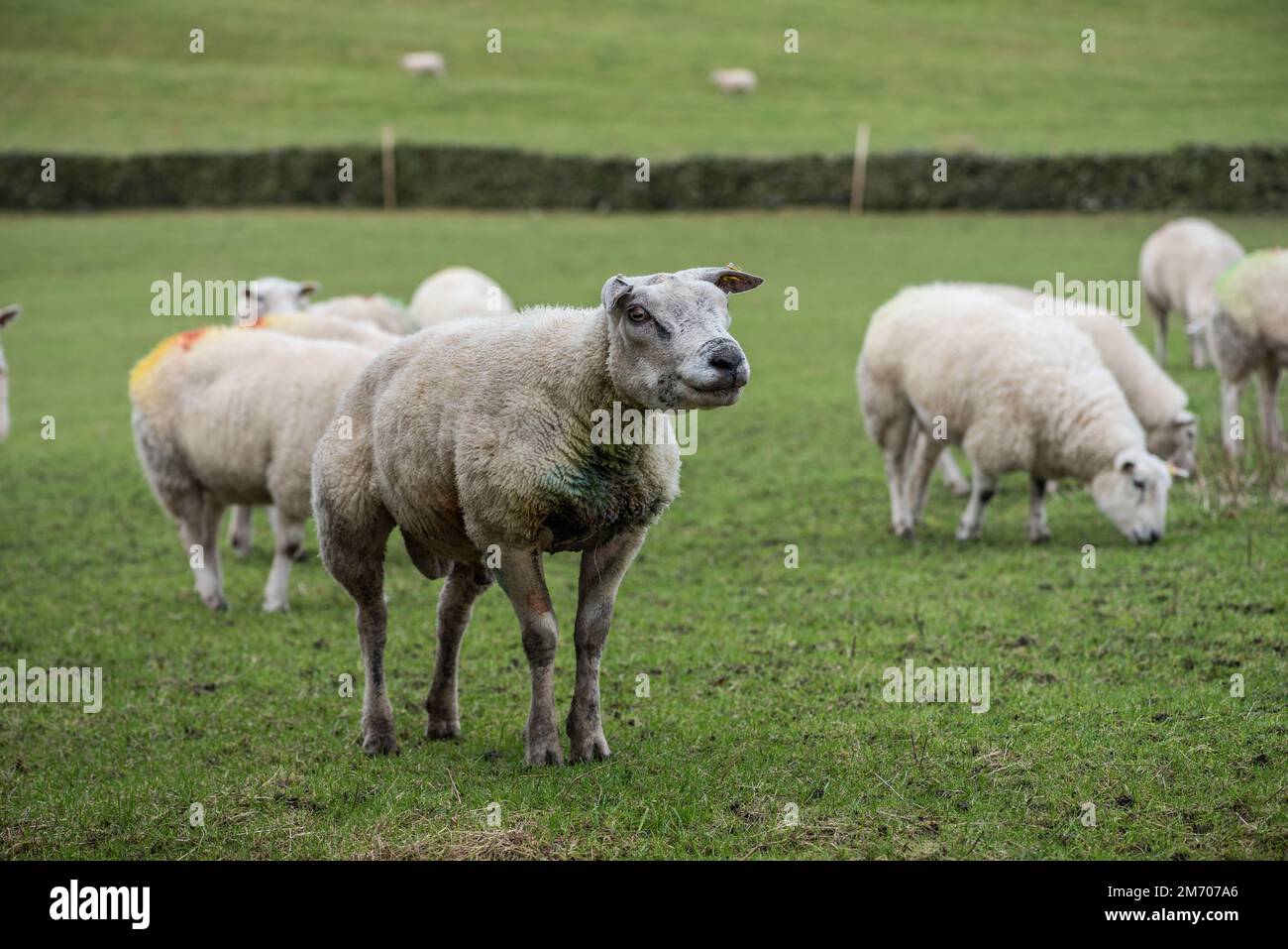 Popular lean meat sheep across europe hi-res stock photography and ...