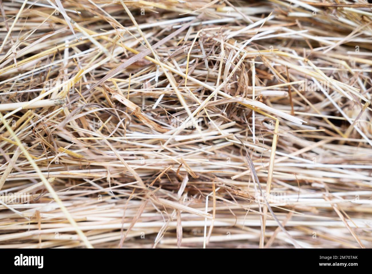 hay texture.animal hay, withered grass. Background of harvested dried ...