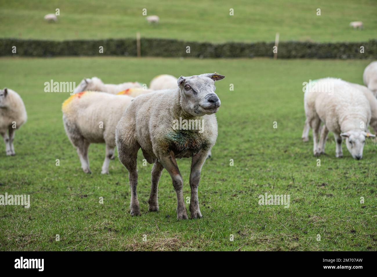 Popular lean meat sheep across europe hi-res stock photography and ...