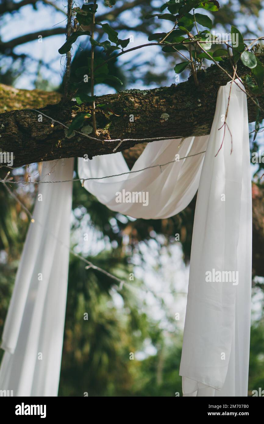 White fabric draped on tree for backyard wedding ceremony Stock Photo ...