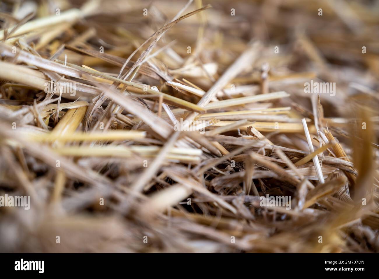 hay texture.animal hay, withered grass. Background of harvested dried ...