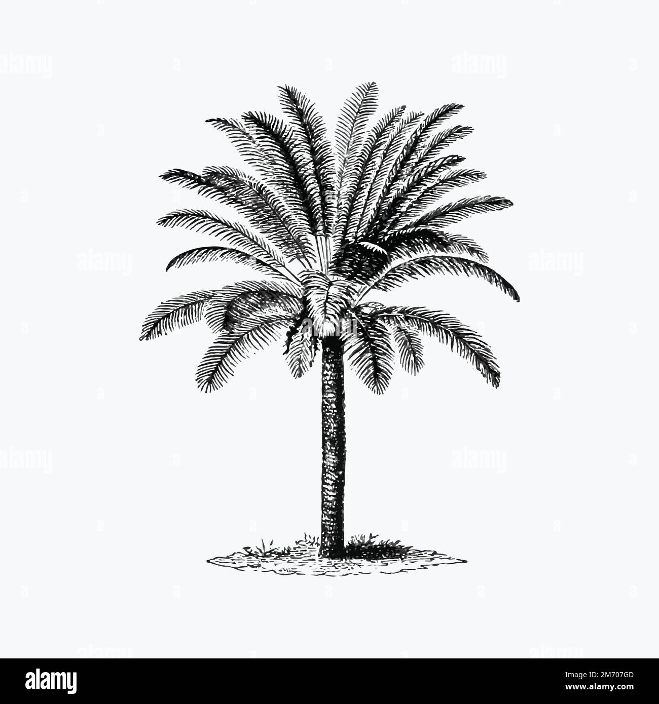 Tropical Palm Tree Illustration Vector Stock Vector Image And Art Alamy