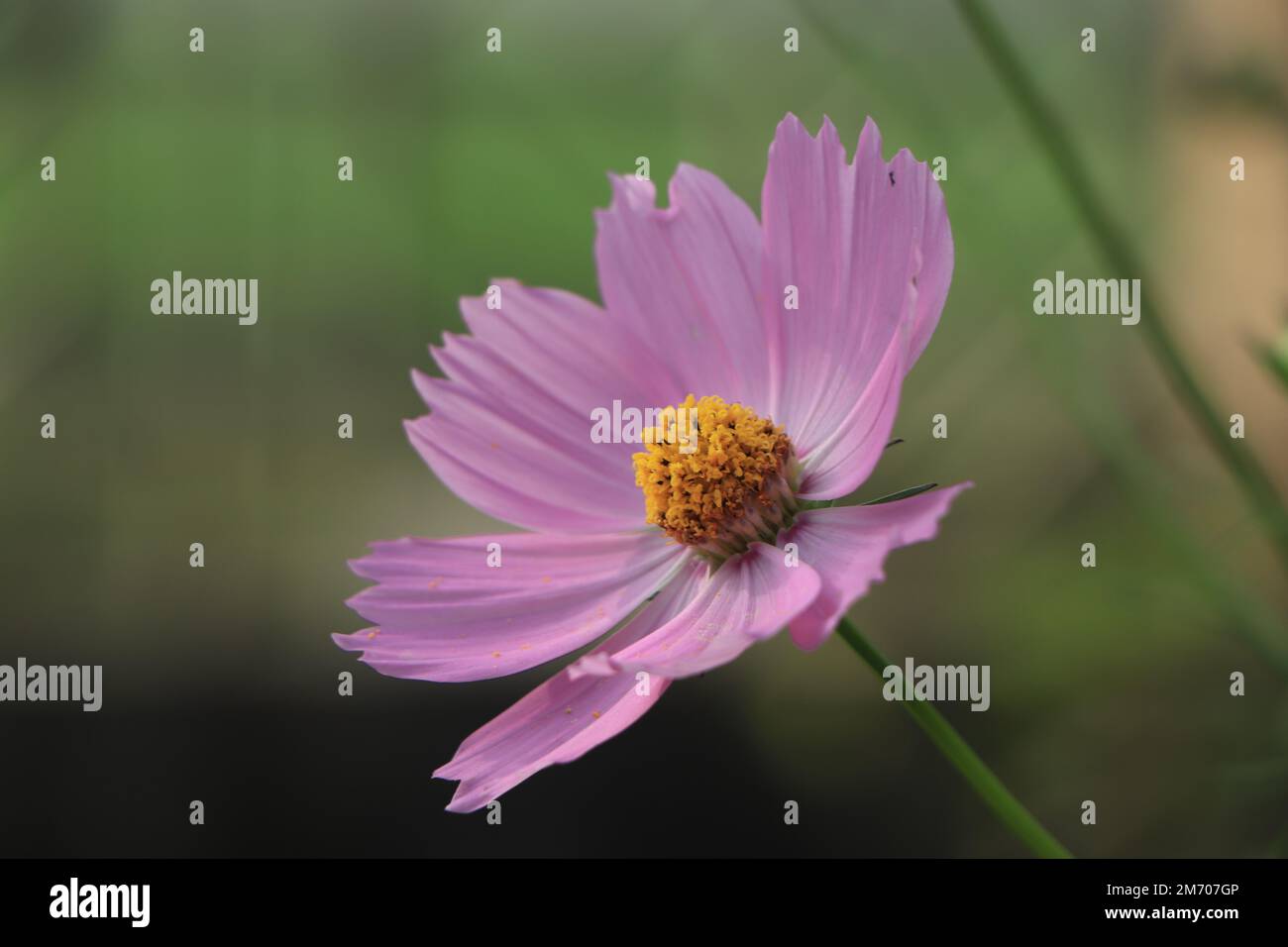 Soft focus beautiful cosmos hi-res stock photography and images - Alamy