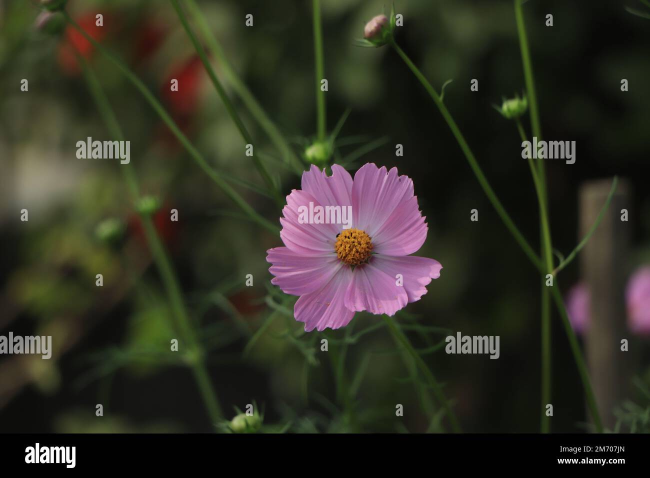 Pale pink cosmos hi-res stock photography and images - Alamy