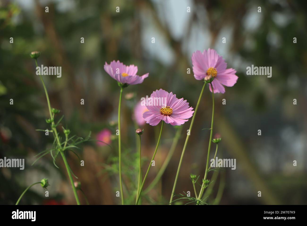 Common flower in bangladesh hi-res stock photography and images - Alamy
