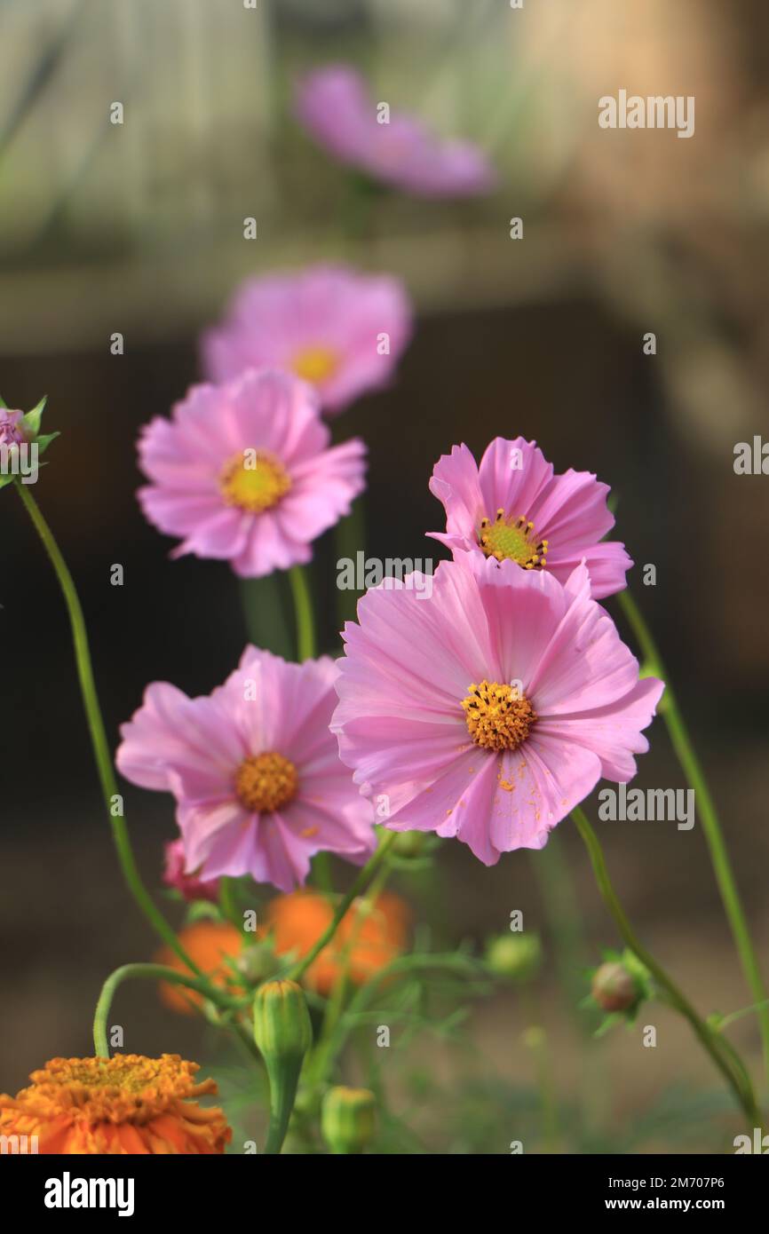 beautiful pink cosmos flower background , nature concept Stock Photo ...