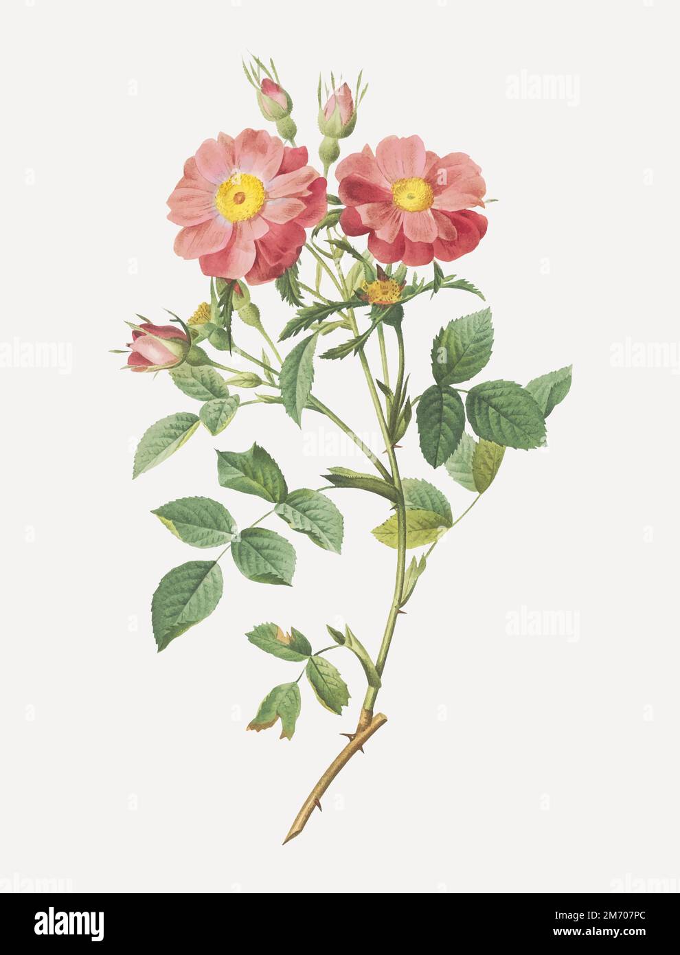 Rose the queen elizabeth Stock Vector Images - Alamy