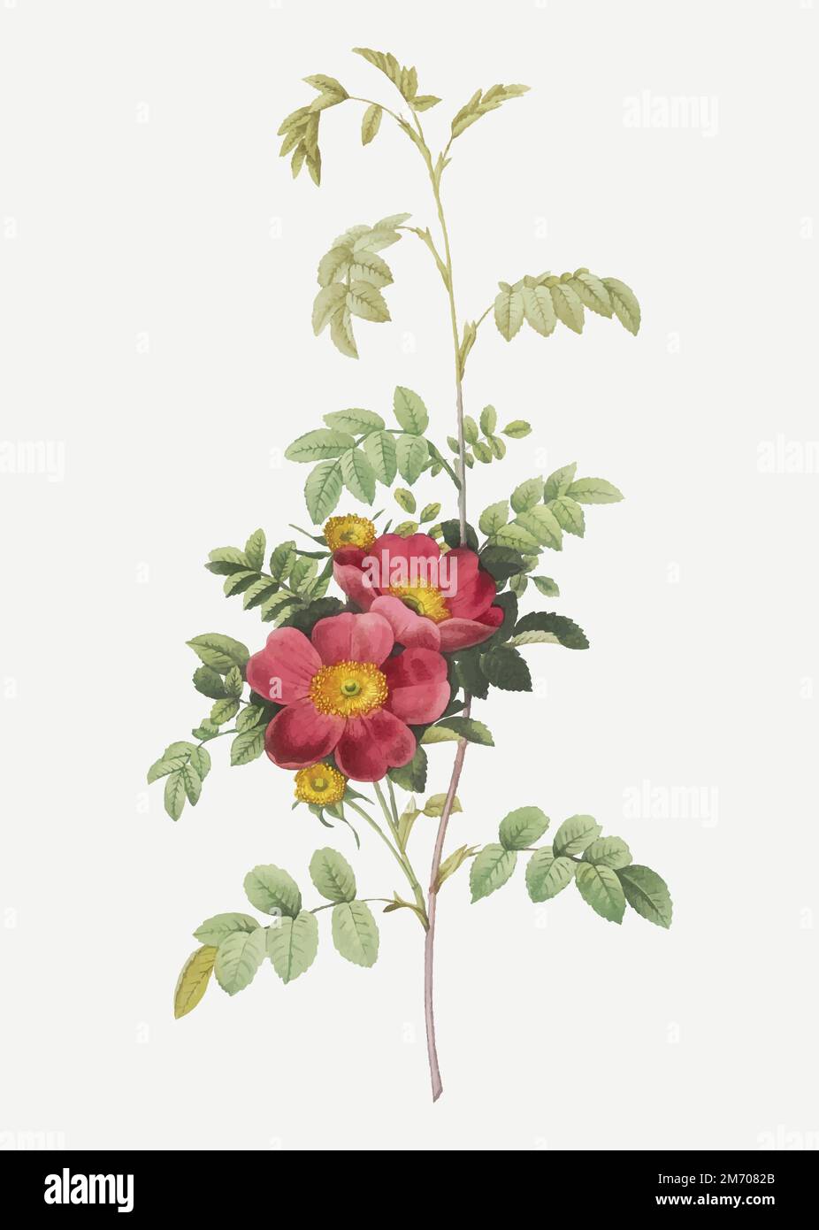 Vintage blooming alpine rose vector Stock Vector Image & Art - Alamy