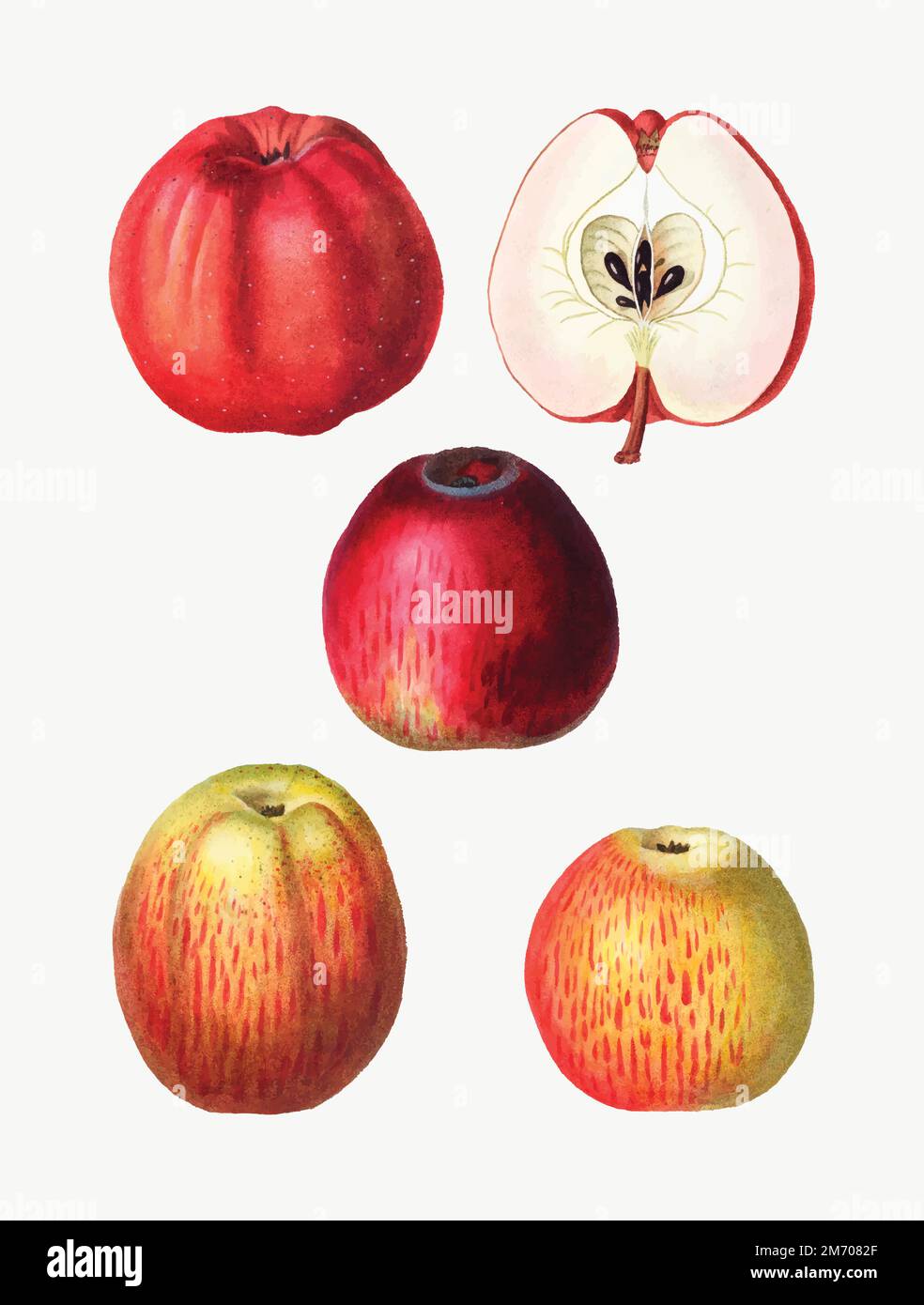 Vintage sweet apple fruits vector Stock Vector Image & Art - Alamy