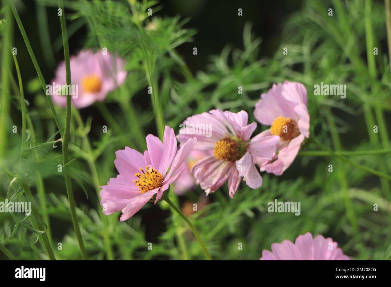 Pale pink cosmos hi-res stock photography and images - Alamy