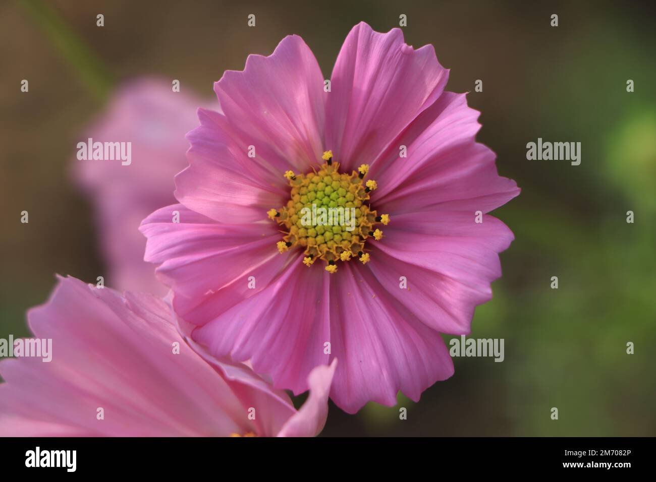 Beautiful pink cosmos flowers hi-res stock photography and images - Alamy