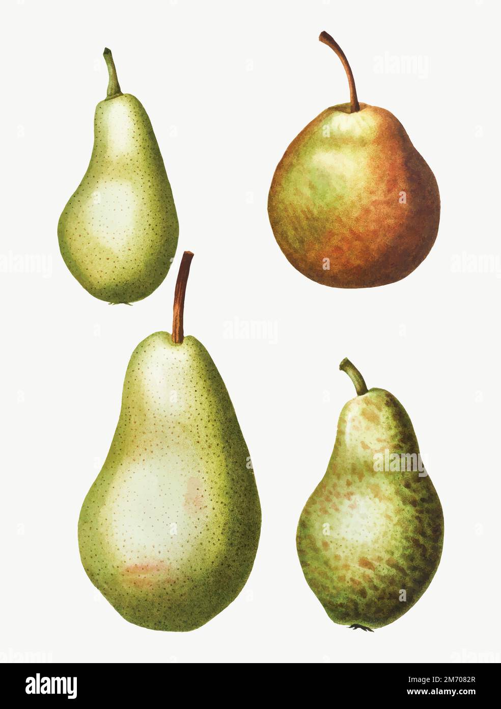 Vintage ripe pear fruits vector Stock Vector Image & Art - Alamy