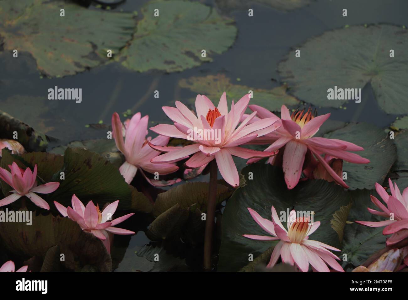 Pink lotus flower floating on pond water Stock Photo - Alamy