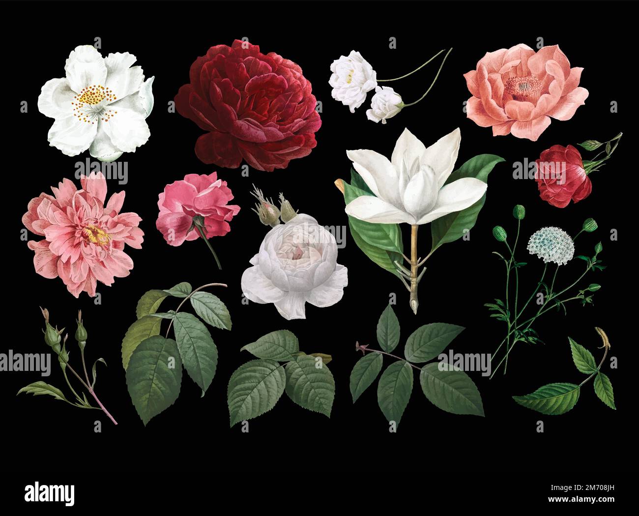 Beautiful hand drawn various roses collection vector Stock Vector Image ...