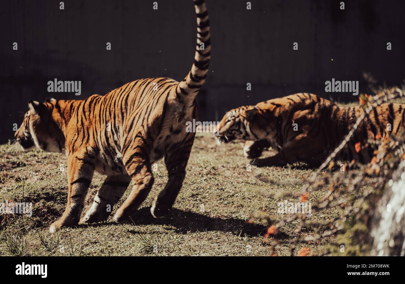 Three Royal Bengal tigers at the Guadalajara zoo acted very energetic ...