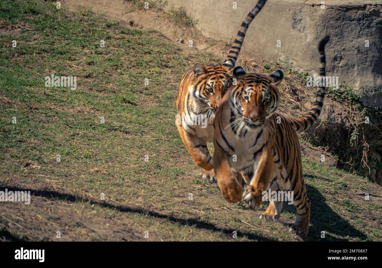Three Royal Bengal tigers at the Guadalajara zoo acted very energetic ...