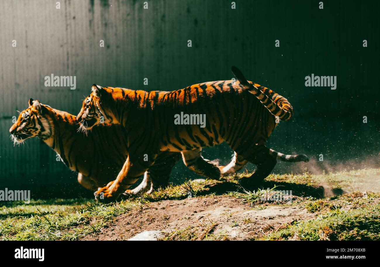 Three Royal Bengal tigers at the Guadalajara zoo acted very energetic ...
