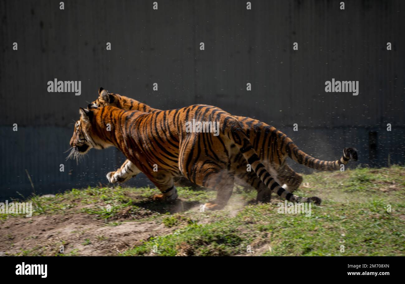 Three Royal Bengal tigers at the Guadalajara zoo acted very energetic ...