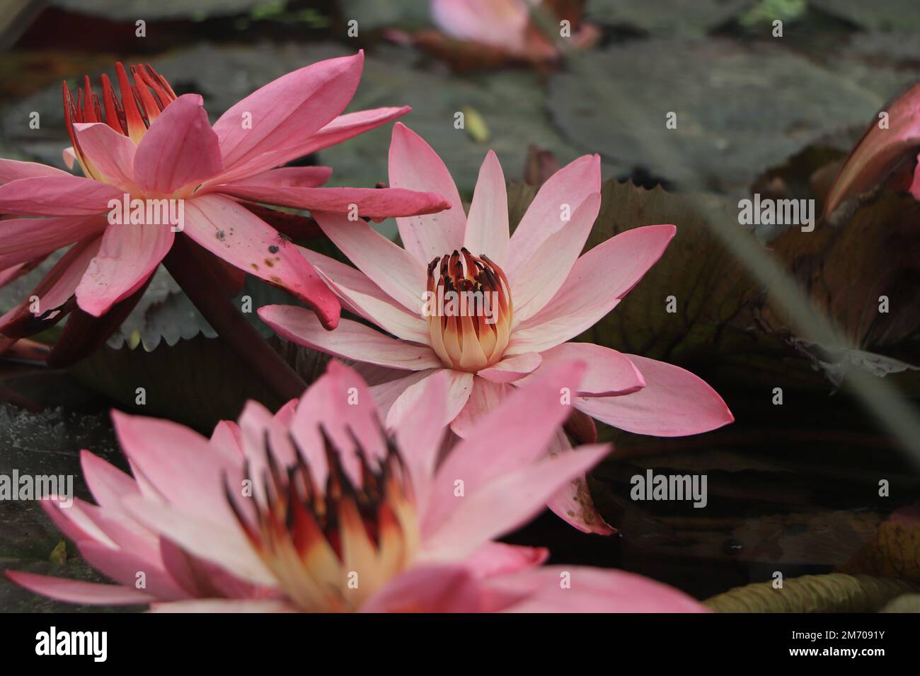 Three tropical lilies hi-res stock photography and images - Alamy