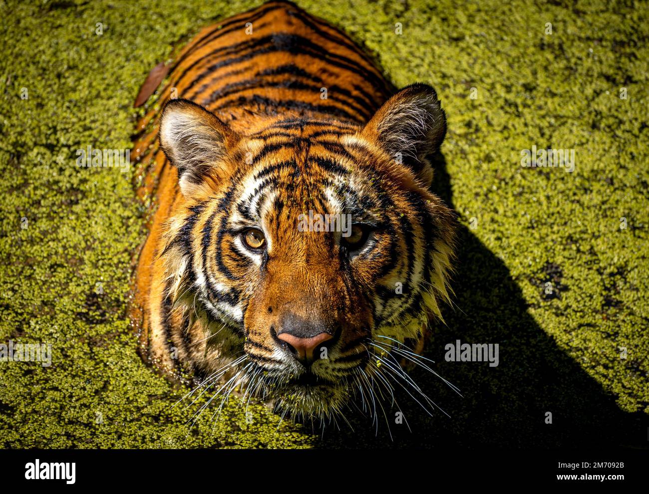 Three Royal Bengal tigers at the Guadalajara zoo acted very energetic ...