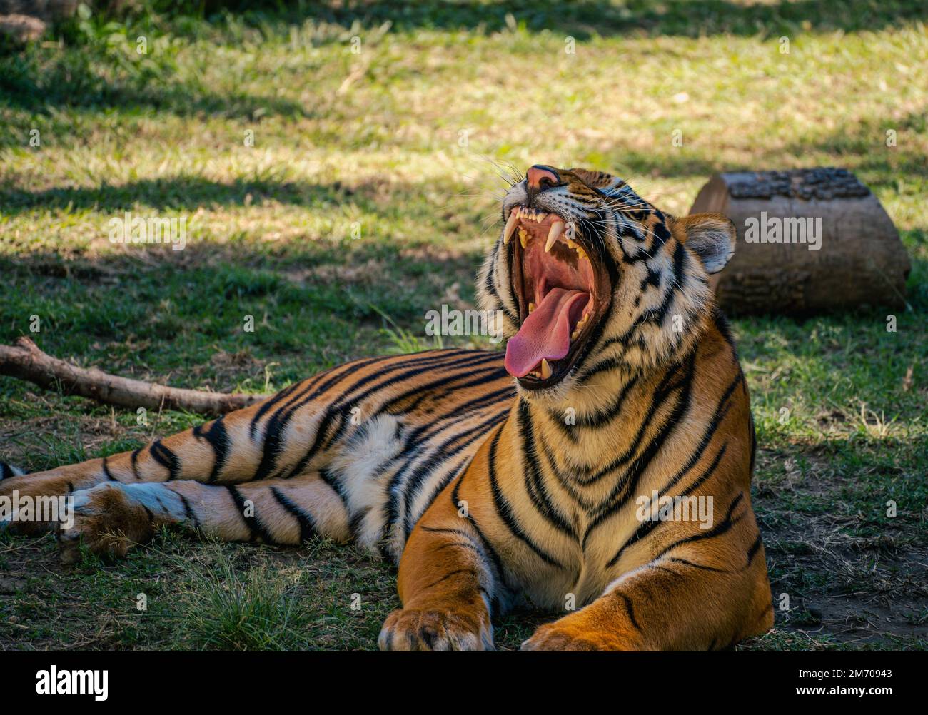 Three Royal Bengal tigers at the Guadalajara zoo acted very energetic ...