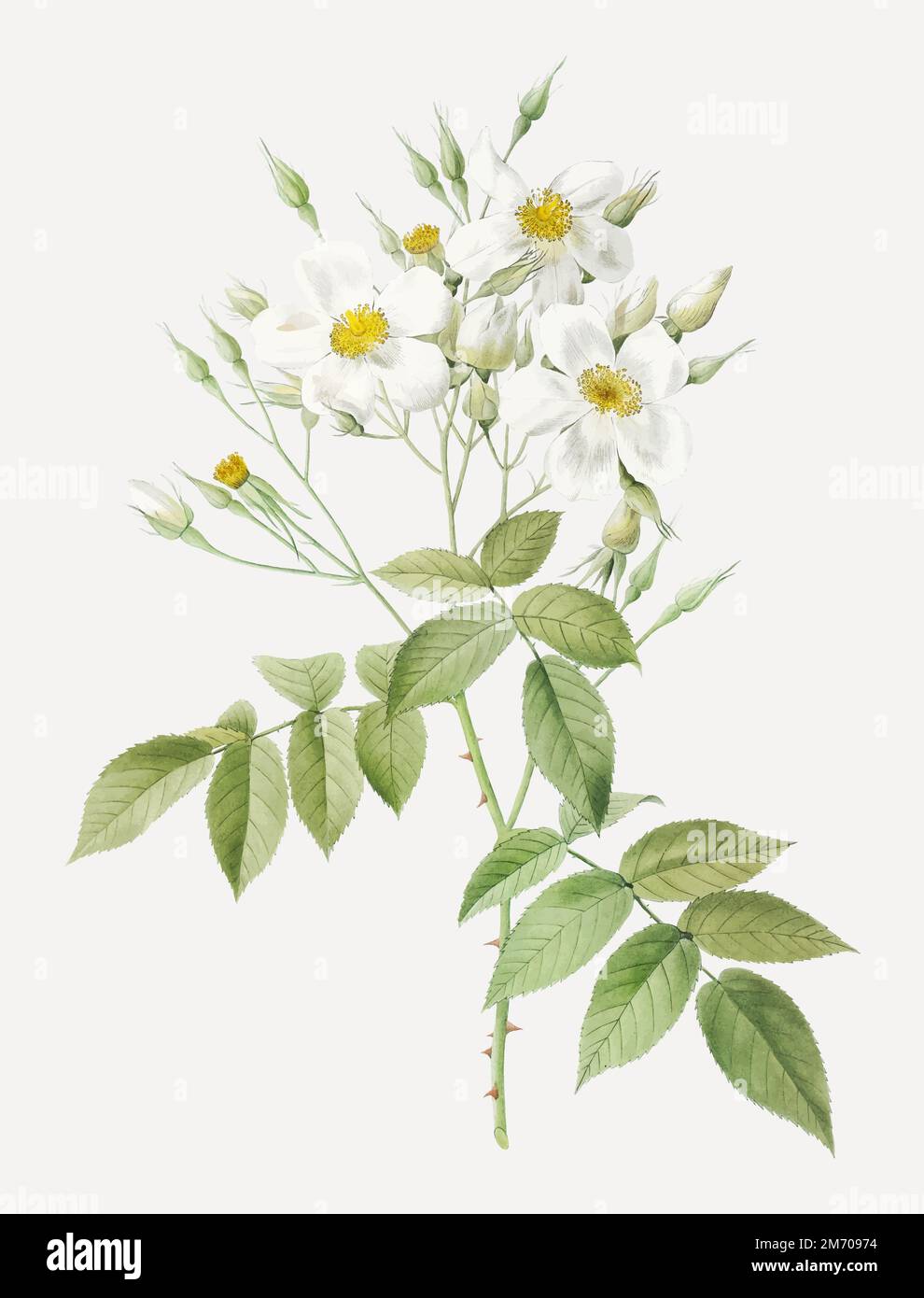 Vintage blooming musk rose vector Stock Vector Image & Art - Alamy