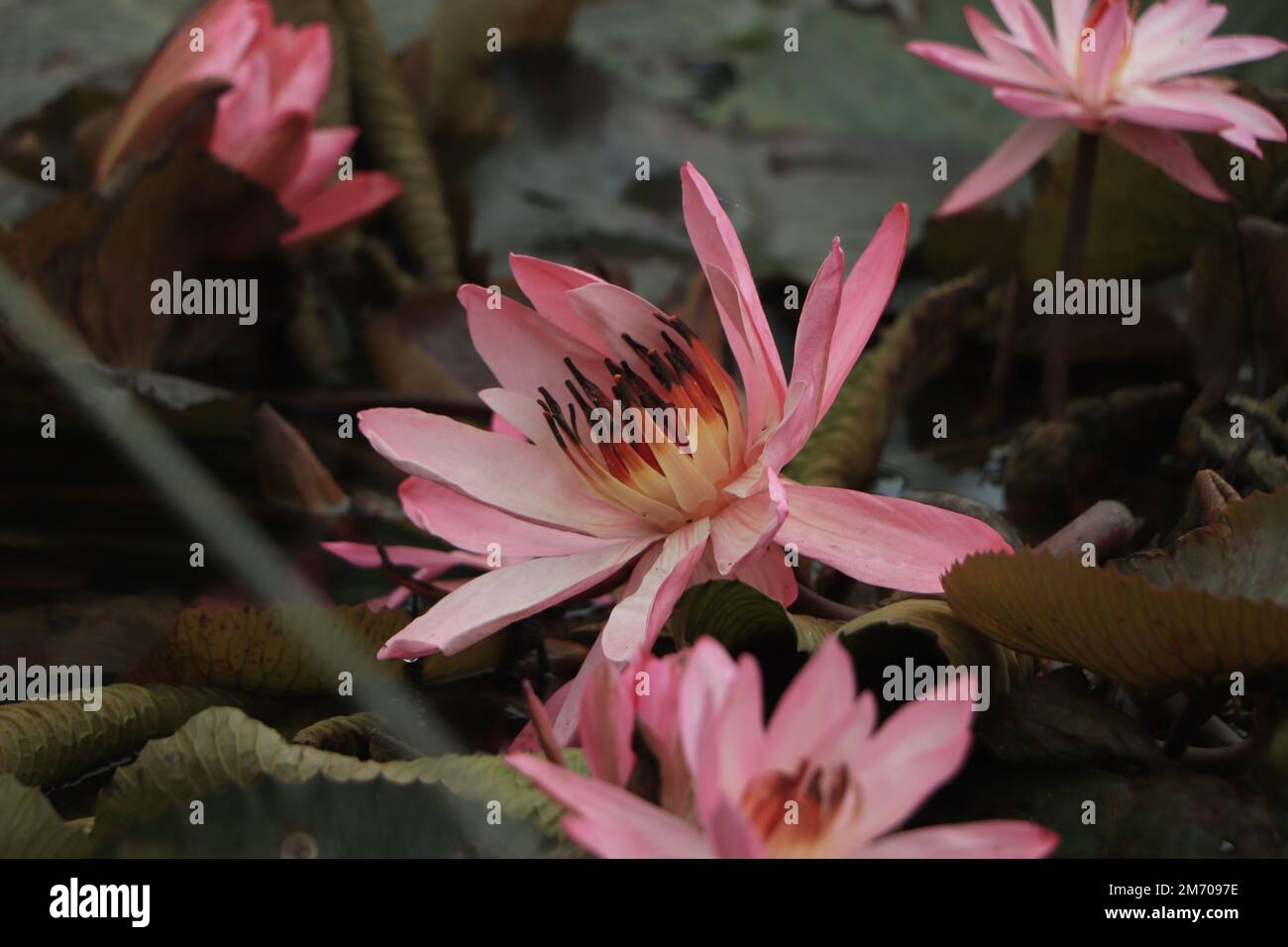 Lotus flavor hi-res stock photography and images - Alamy