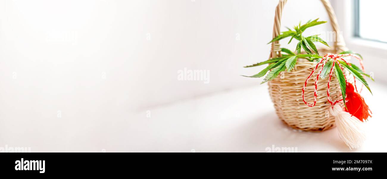 winter of spring on basket with fresh young bush of cannabis or ...