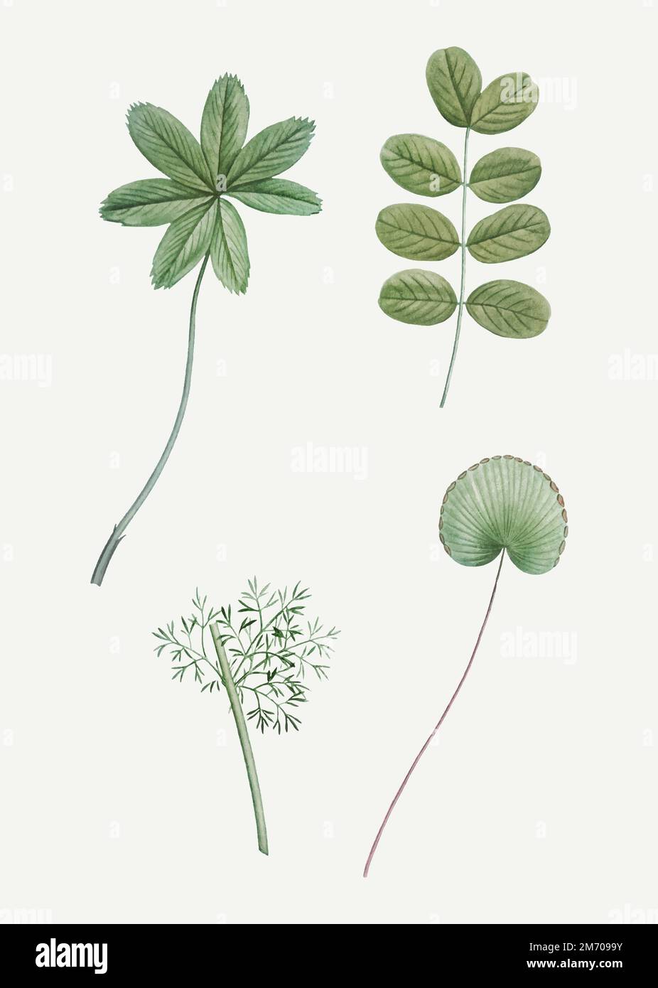 Vintage tree leaves set vector Stock Vector Image & Art - Alamy