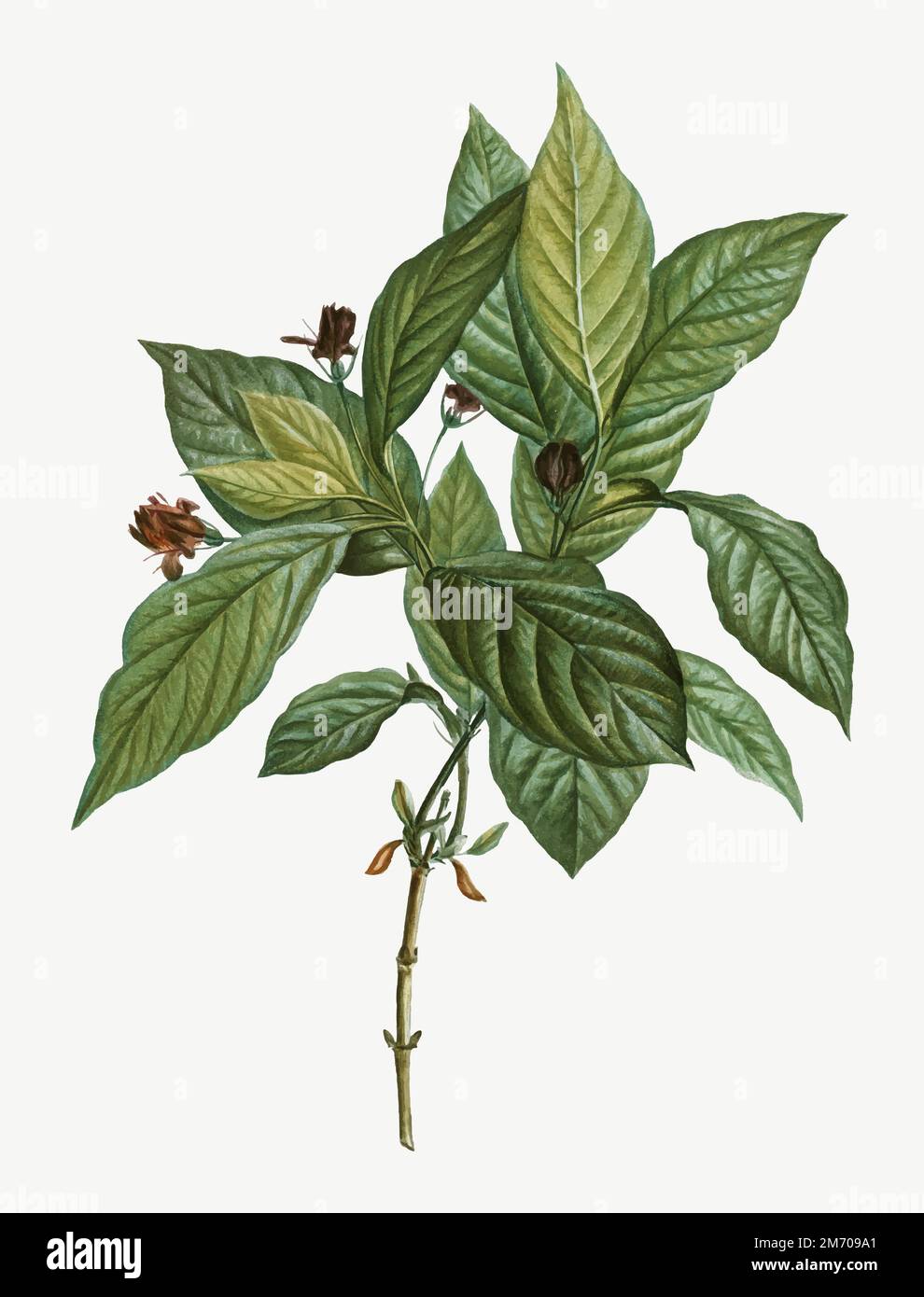 Vintage alpine honeysuckle leaves vector Stock Vector Image & Art - Alamy