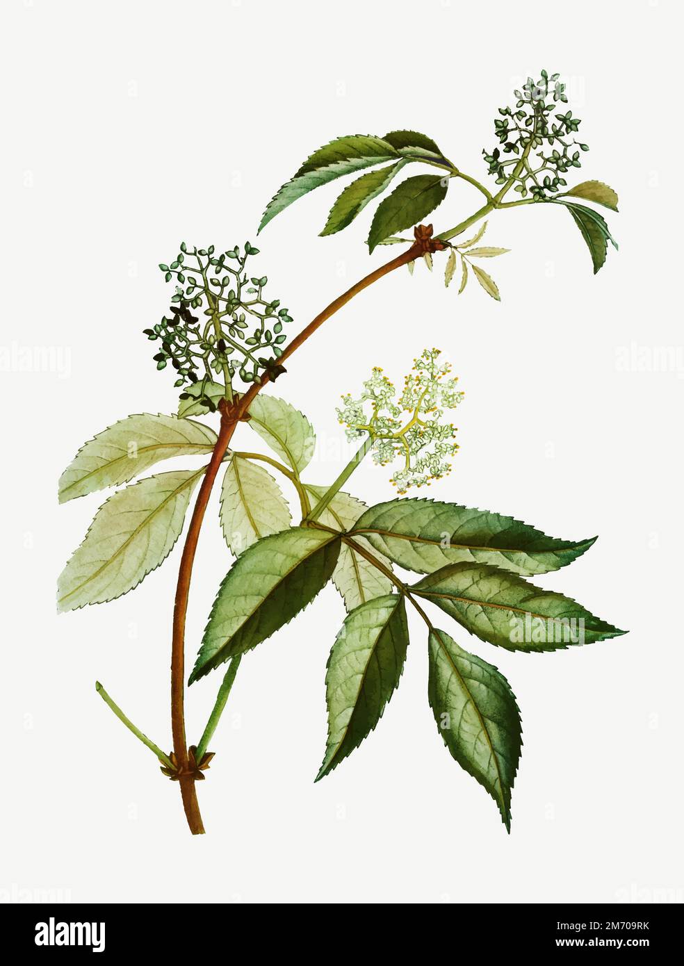 Vintage red elderberry plant vector Stock Vector Image & Art - Alamy