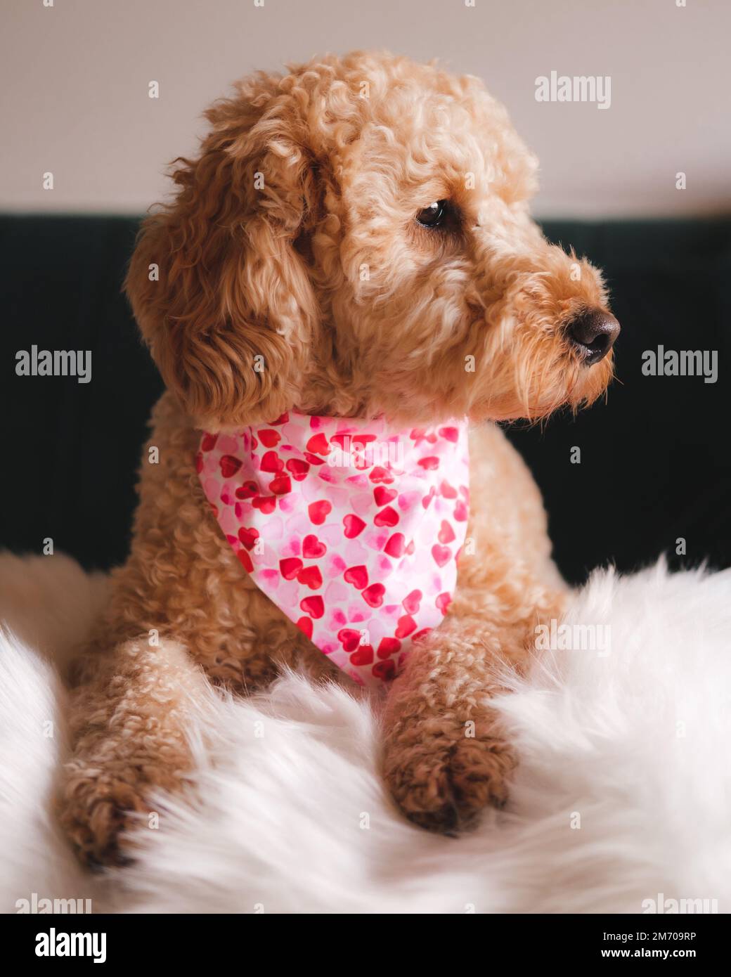 Cute Cockapoo dog with love hearts bandana lying on a furry white ...