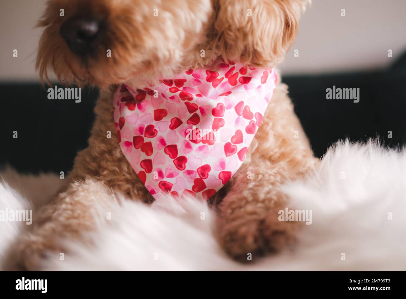 Cute Cockapoo dog with love hearts bandana lying on a furry white ...