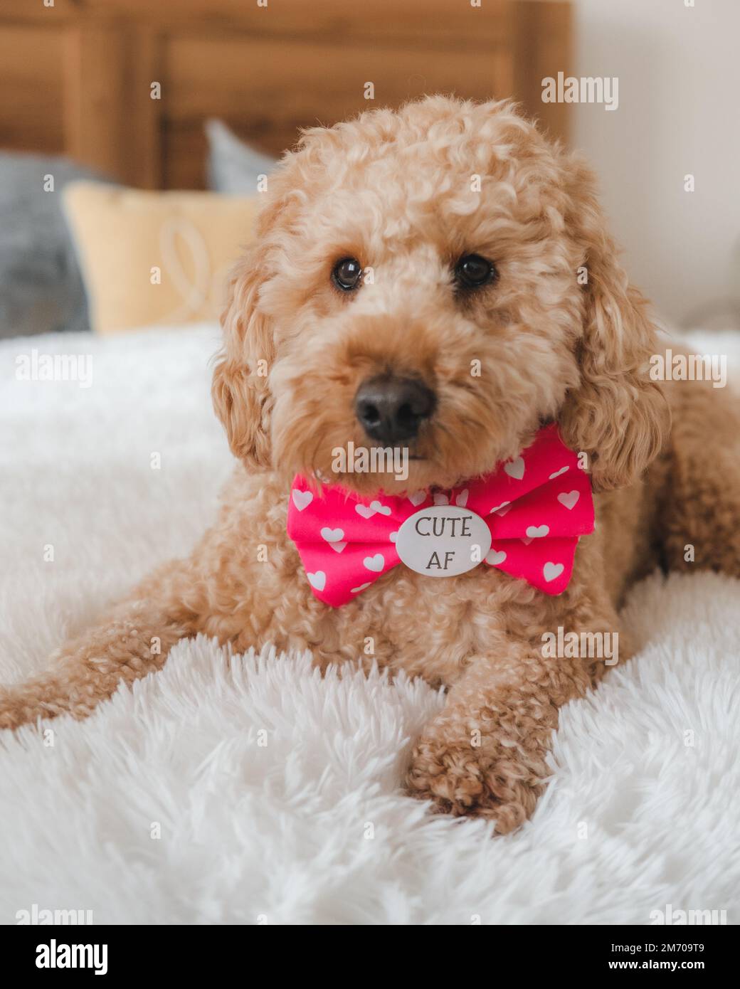 Cute Cockapoo dog with love hearts bow lying on a furry white blanket ...