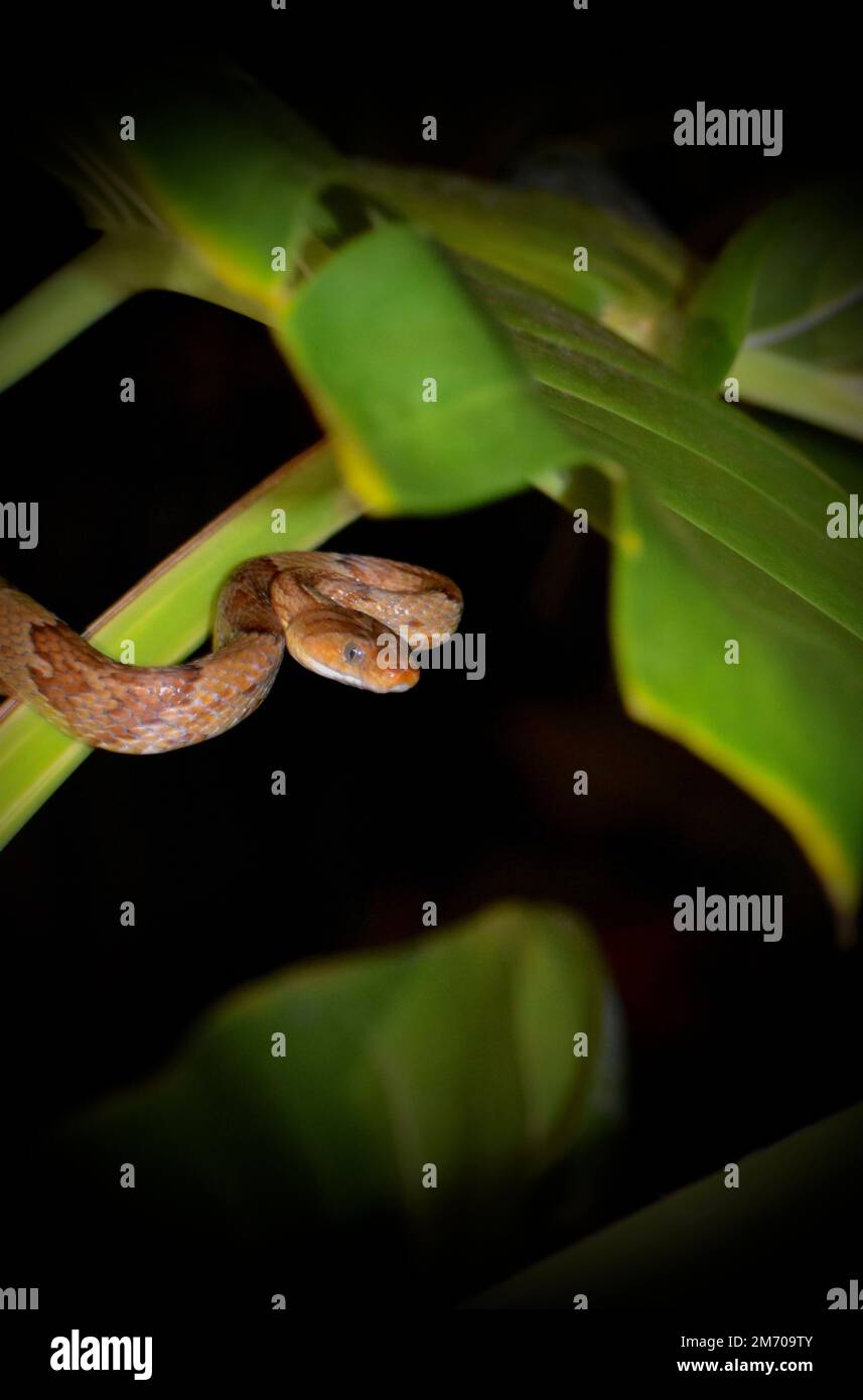 Kelung cat snake hi-res stock photography and images - Alamy