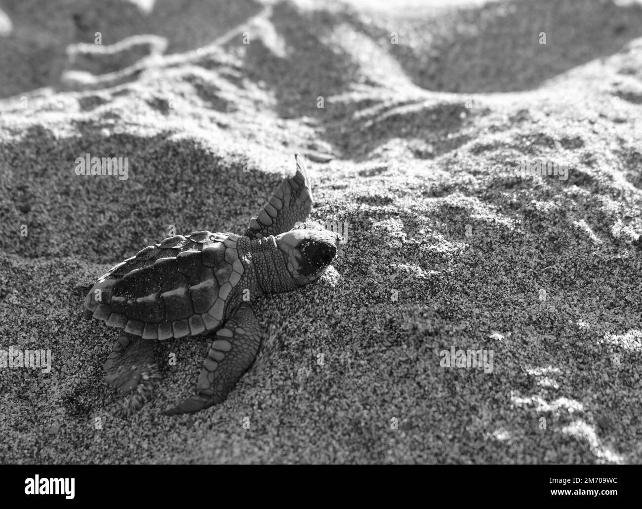 A greyscale of a loggerhead sea turtle, Caretta caretta laying on a ...