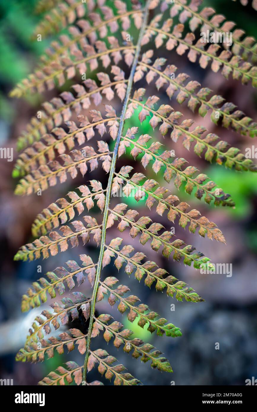 ferns texture. Ferns of green and purple color. Nature wallpaper. Green ...