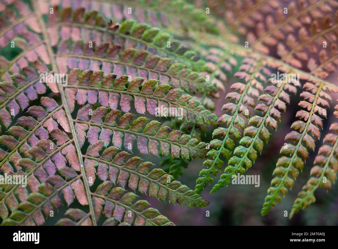 ferns texture. Ferns of green and purple color. Nature wallpaper. Green ...