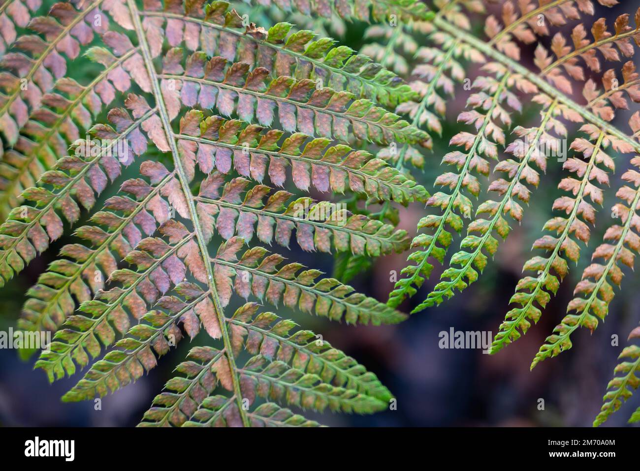 ferns texture. Ferns of green and purple color. Nature wallpaper. Green ...