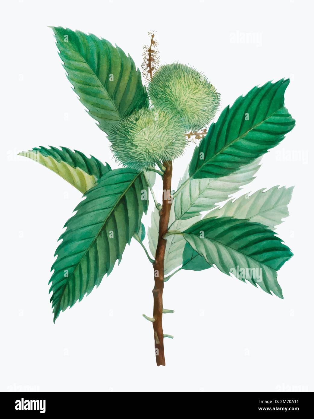 Vintage sweet chestnut plant vector Stock Vector Image & Art - Alamy