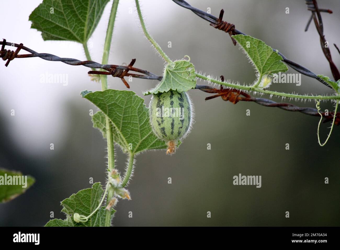 Prickly paddy melon (Cucumis myriocarpus) a small green fruit with dark ...