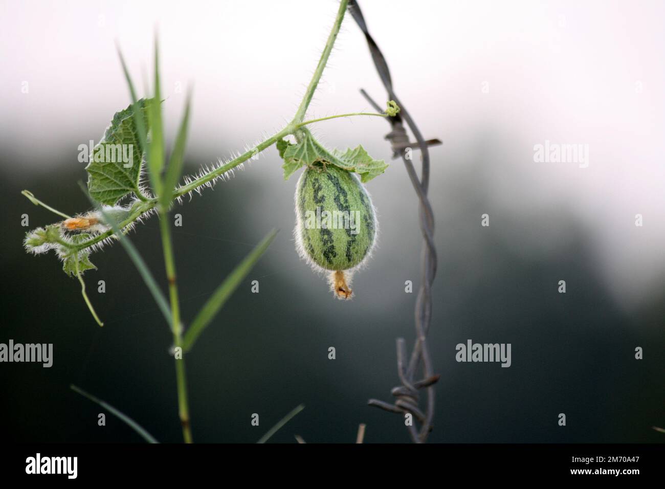 Prickly paddy melon (Cucumis myriocarpus) a small green fruit with dark ...