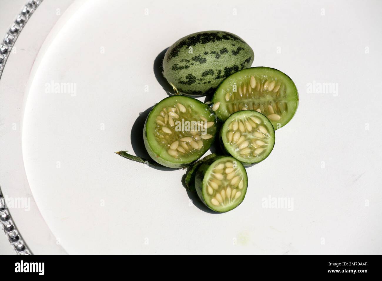 Prickly paddy melon (Cucumis myriocarpus) a small green fruit with dark ...